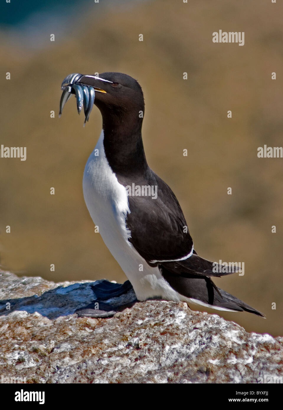 Razorbill uk sand eel hi-res stock photography and images - Alamy
