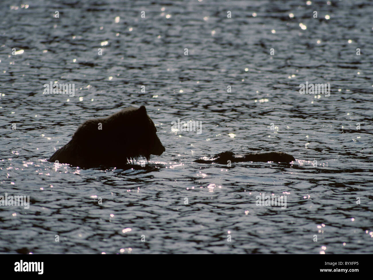 Grizzly Bear, Moose carcass, Pond, Denali National Park, Alaska, Brown ...