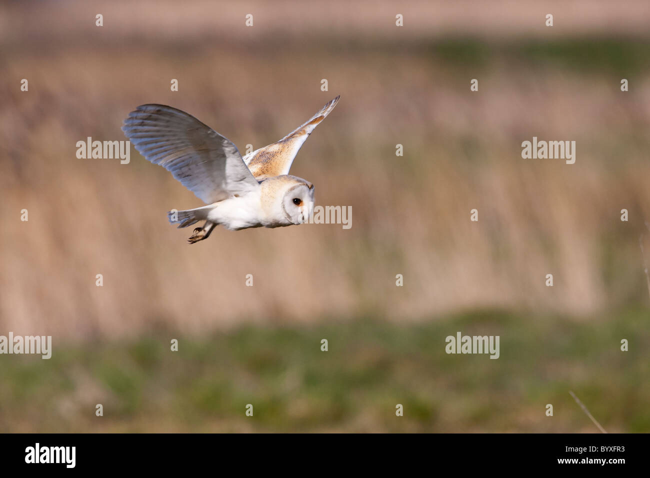 Barn owl in flight hunting for prey over heathland Stock Photo - Alamy