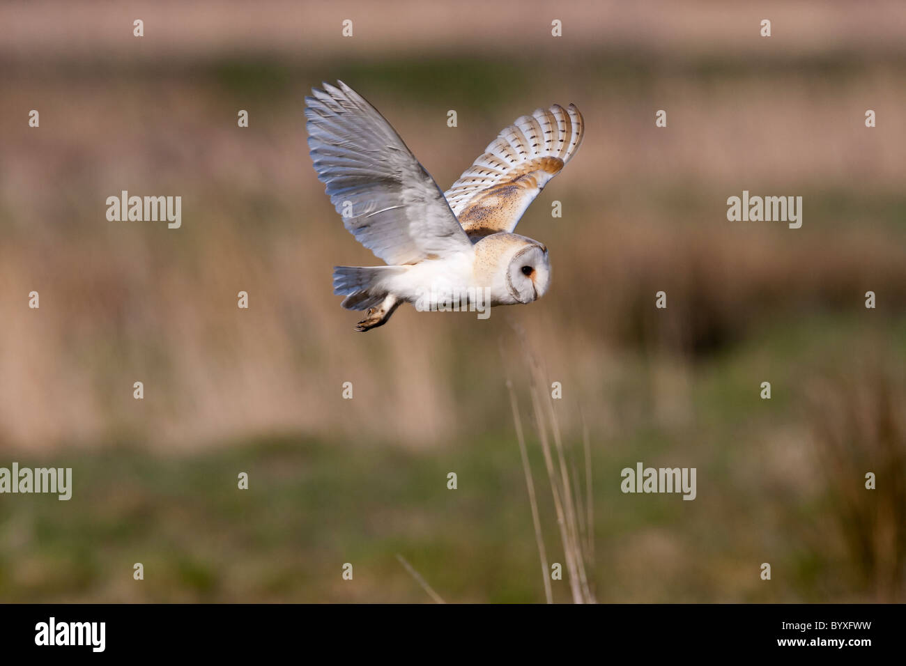Barn owl in flight hunting for prey over heathland Stock Photo - Alamy