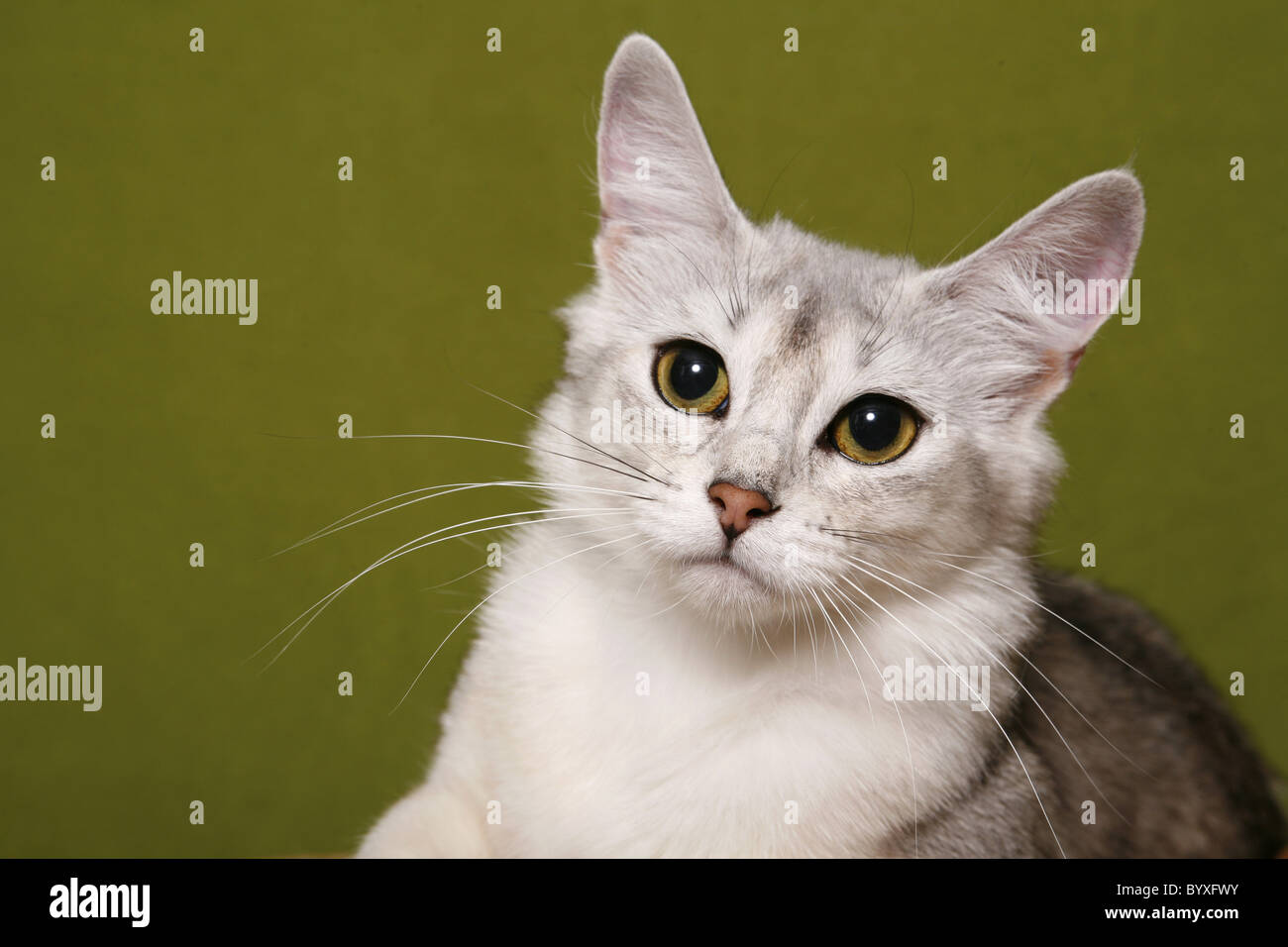Somalian cat portrait hi-res stock photography and images - Alamy