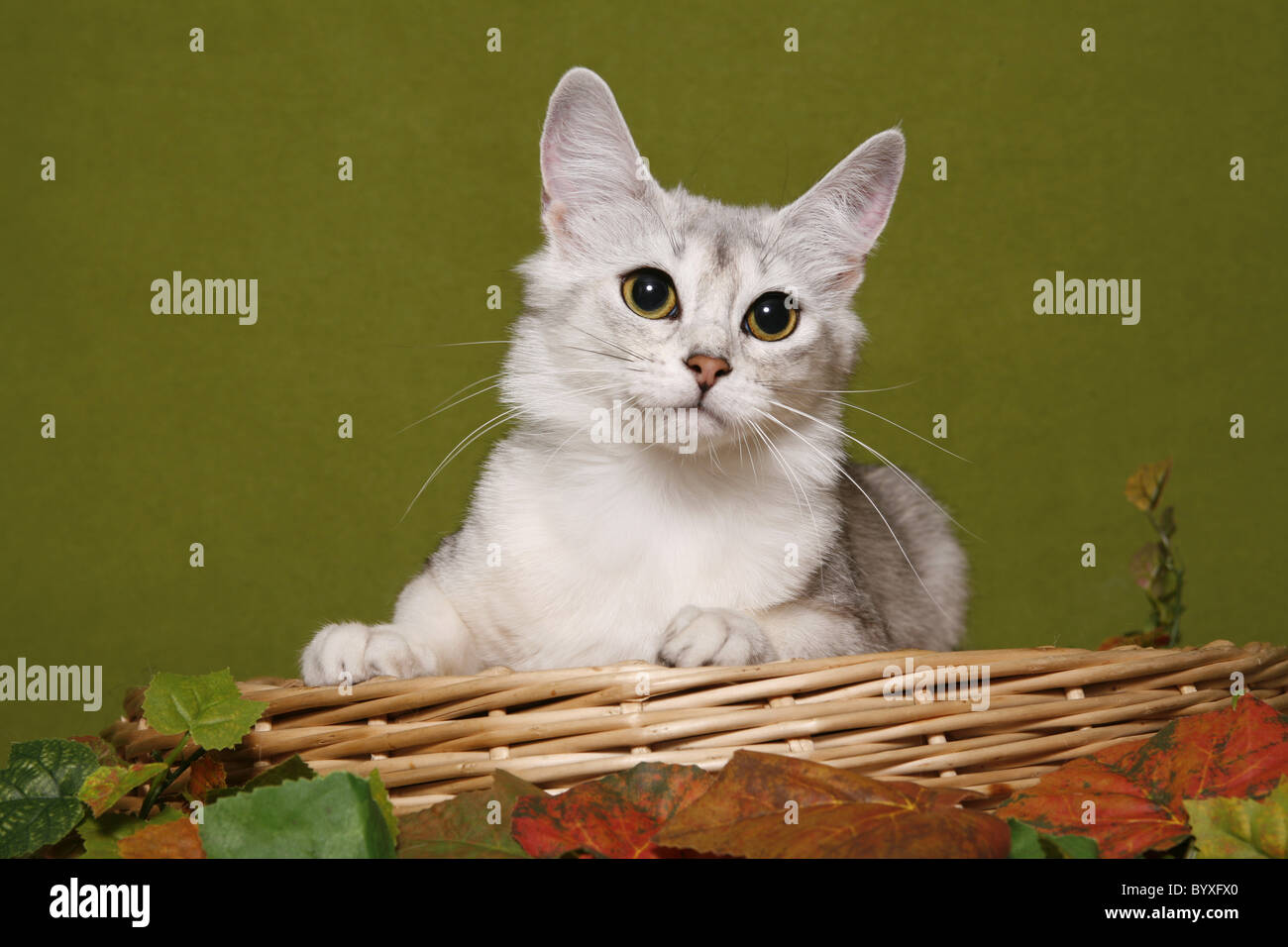 Silbersomali / silver Somali Stock Photo - Alamy