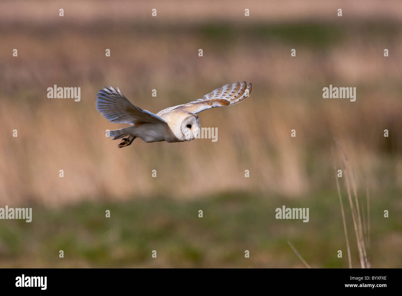 Barn owl in flight hunting for prey over heathland Stock Photo - Alamy