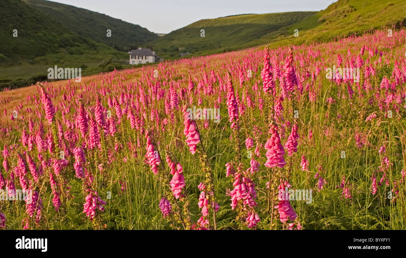 Foxgloves in a field hi-res stock photography and images - Alamy
