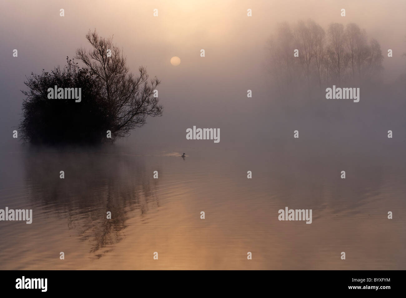 A misty autumnal dawn at Mallard Lake at Lower More Farm Nature Reserve ...
