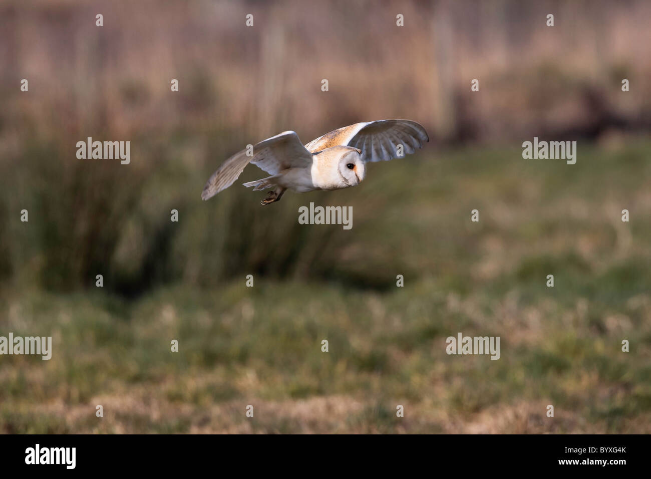 Barn owl in flight hunting for prey over heathland Stock Photo - Alamy