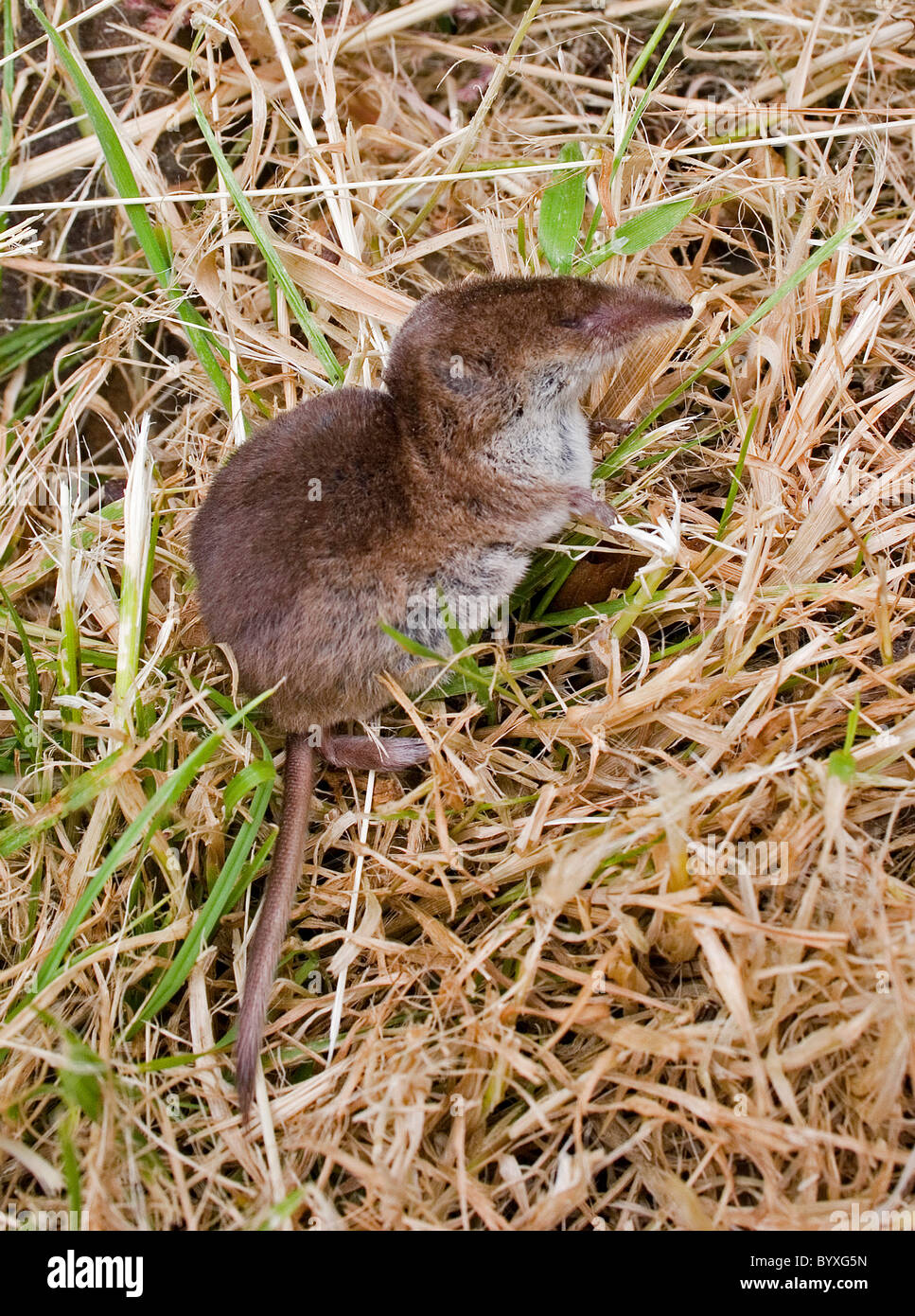 Common or eurasian shrew sorex araneus Devon UK Stock Photo - Alamy