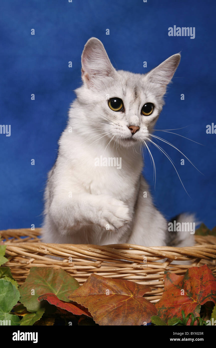 Silbersomali / silver Somali Stock Photo - Alamy