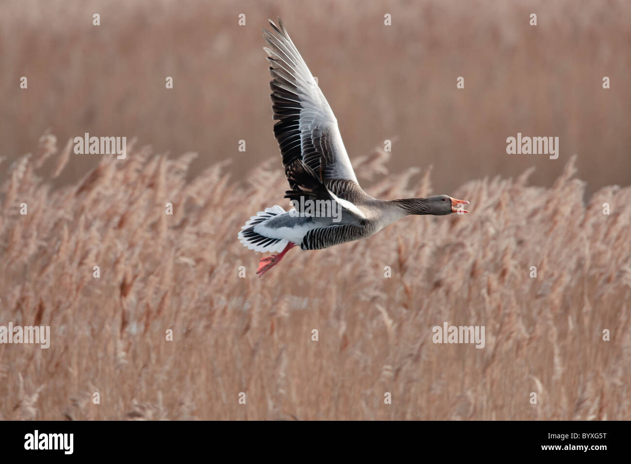 Grey goose in flight hi-res stock photography and images - Alamy