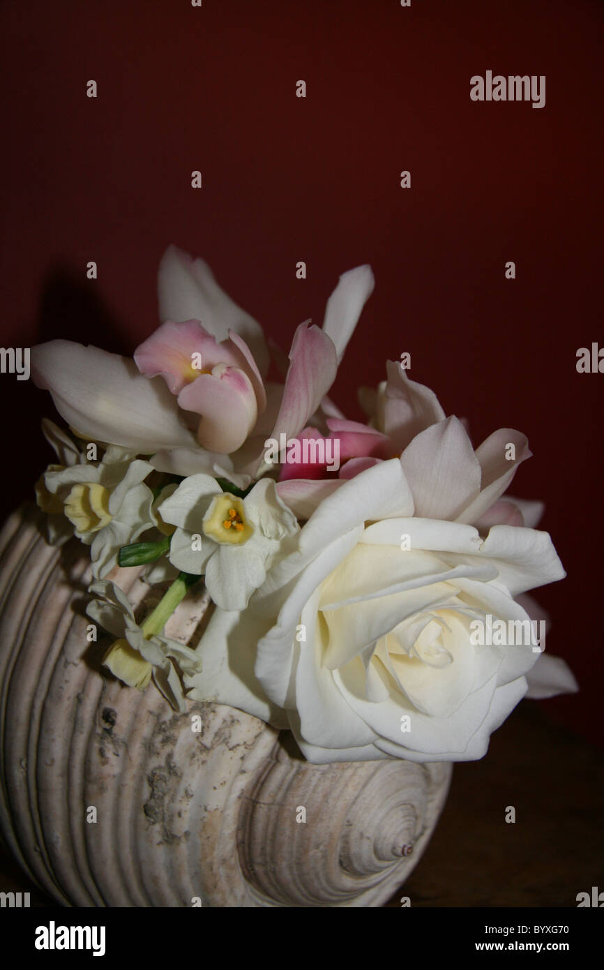 Shell arrangement hi-res stock photography and images - Alamy