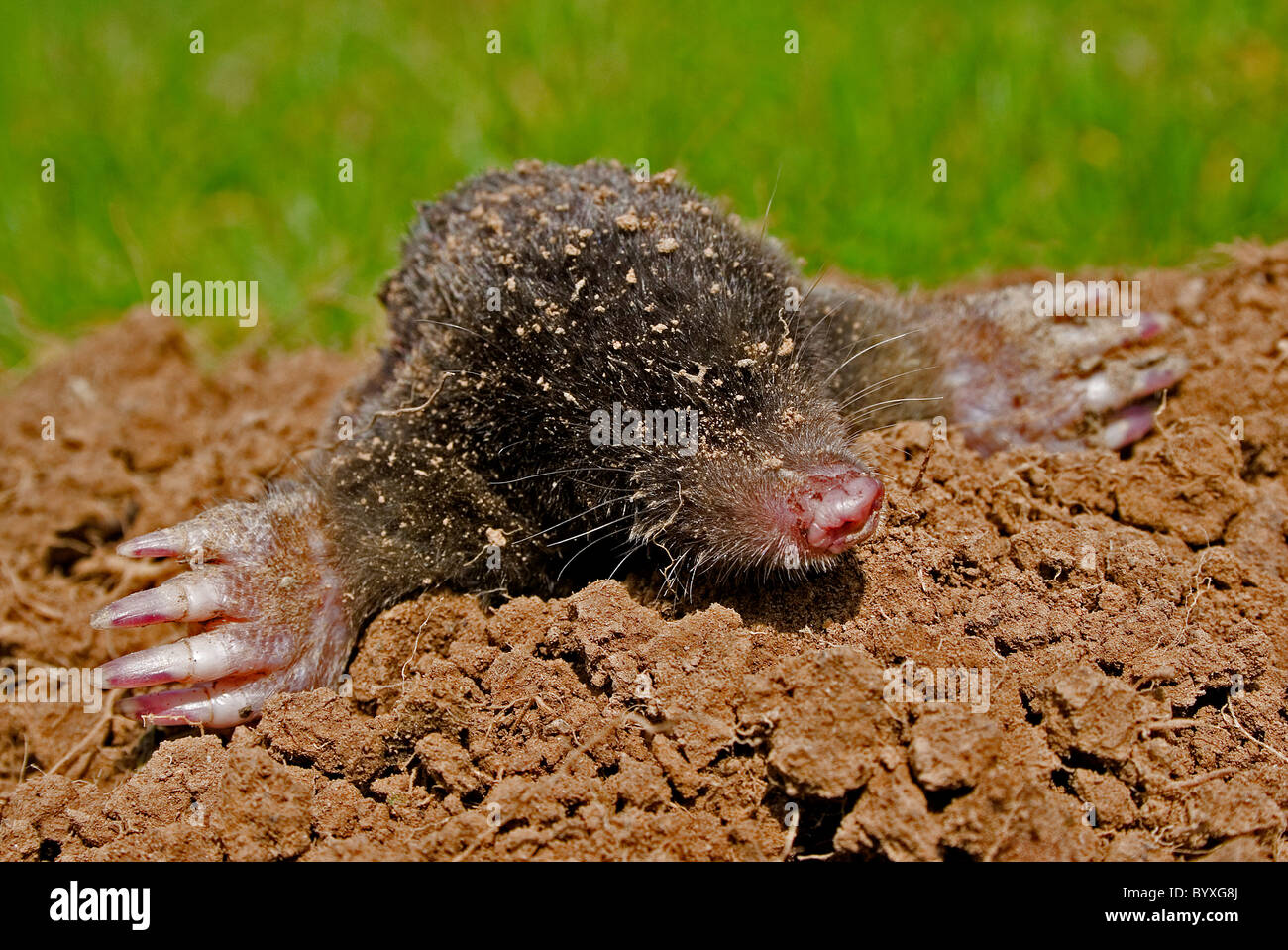 European mole talpa europaea Devon UK Stock Photo - Alamy