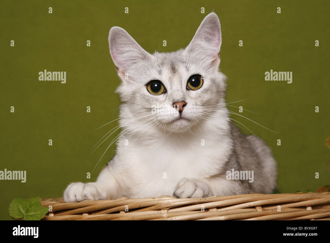 Silbersomali / silver Somali Stock Photo - Alamy