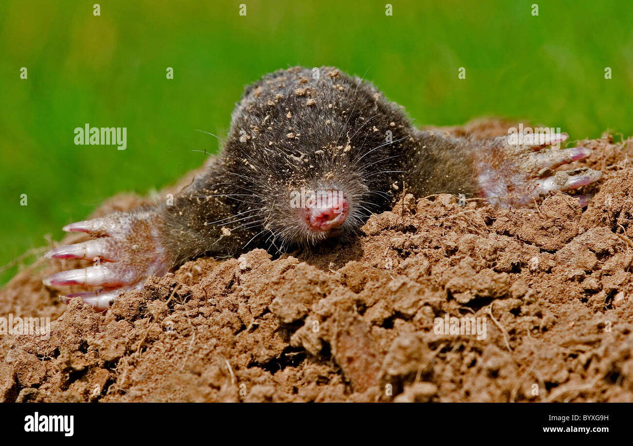Mole hi-res stock photography and images - Alamy