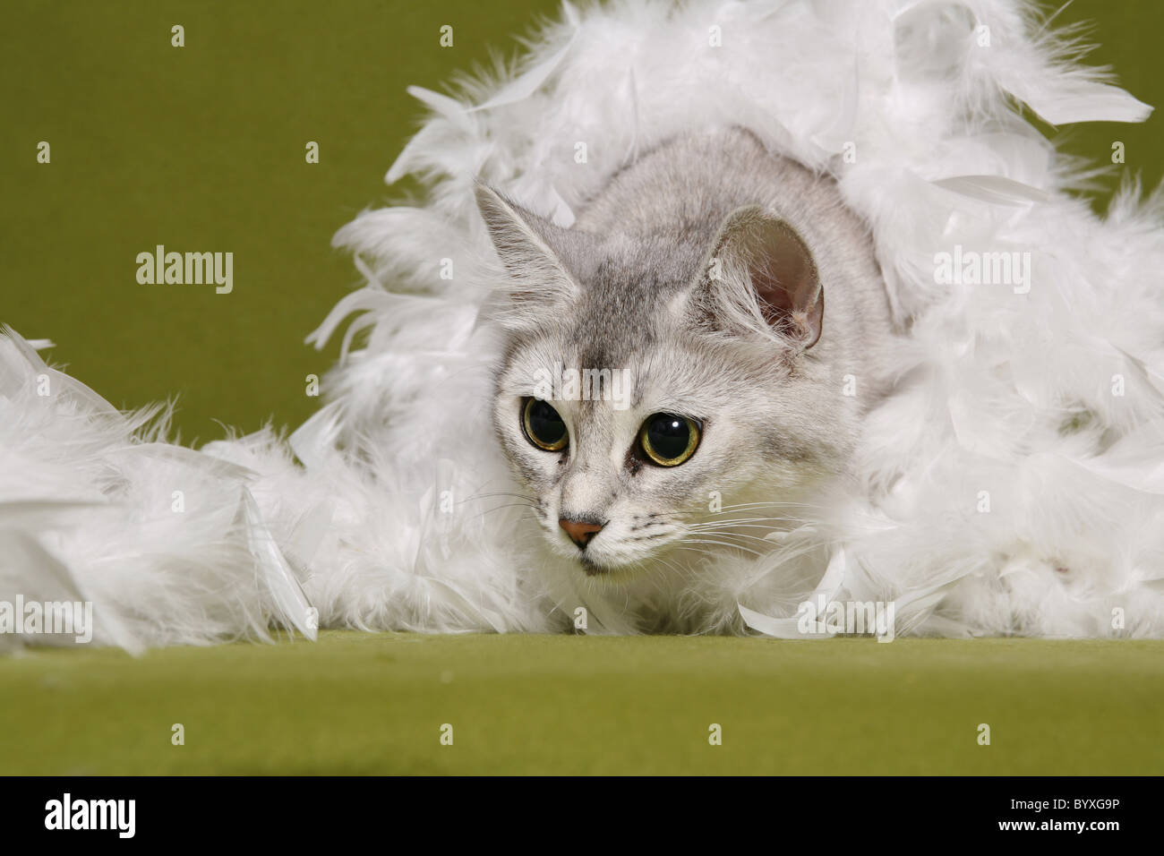 Somali Silver High Resolution Stock Photography and Images - Alamy