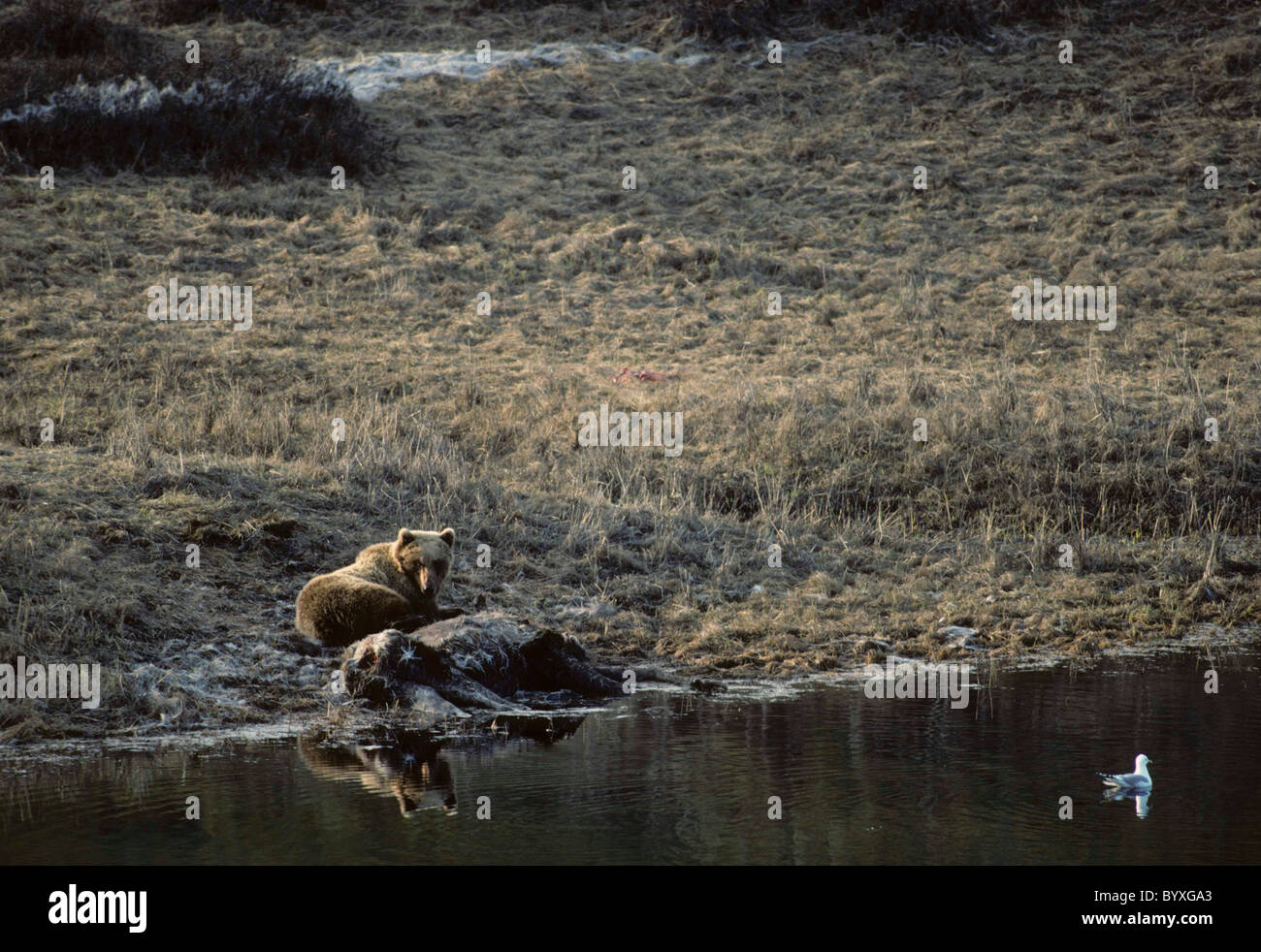 Grizzly Bear, Moose carcass, Pond, Denali National Park, Alaska, Brown ...