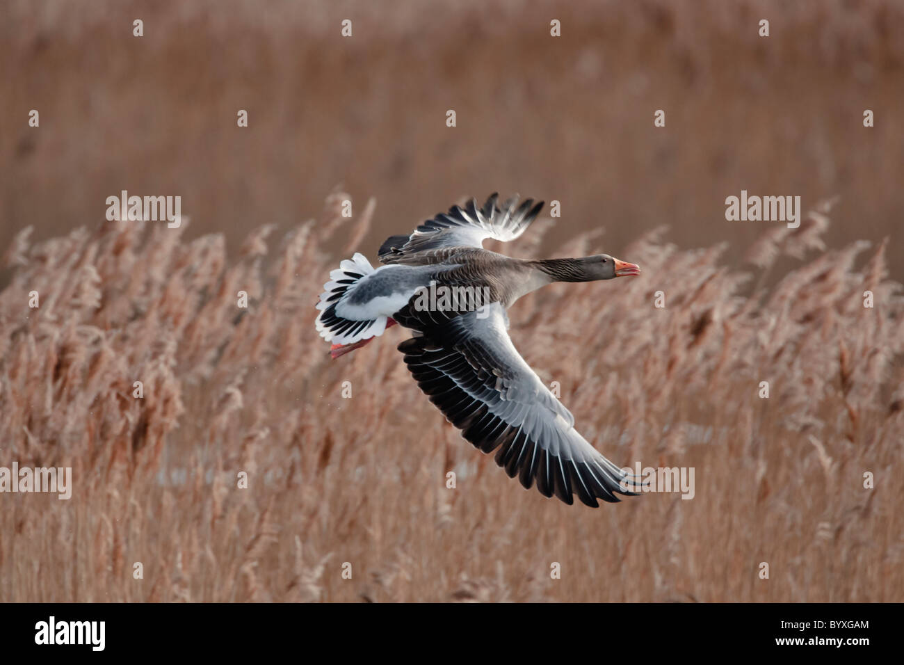 Grey goose in flight hi-res stock photography and images - Alamy