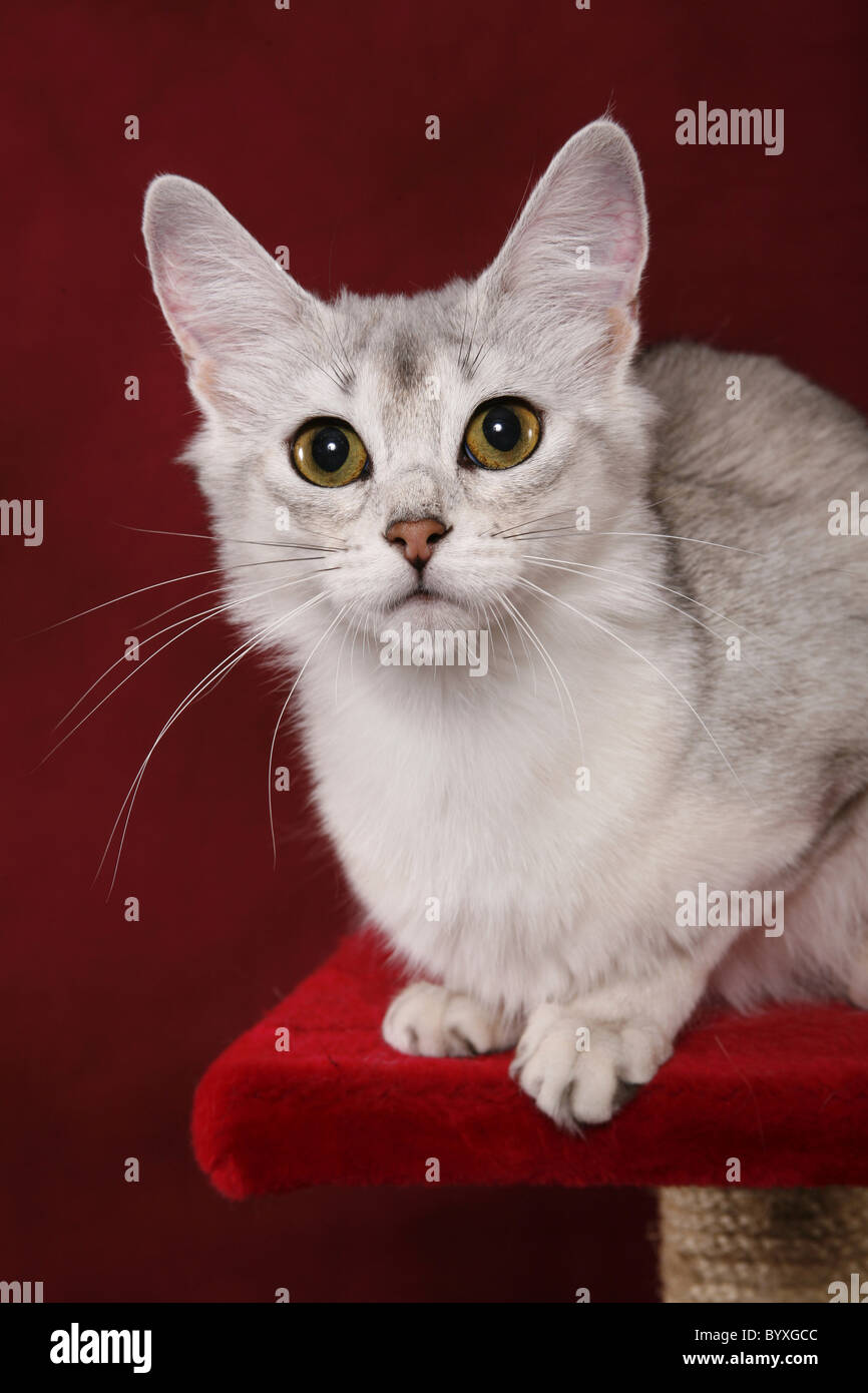 Silbersomali / silver Somali Stock Photo - Alamy