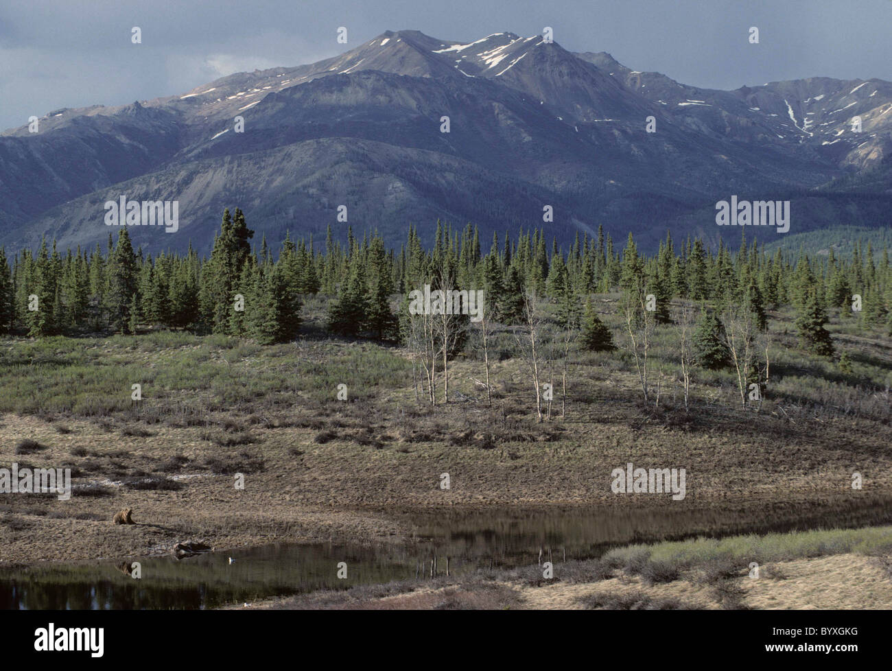 Grizzly Bear, Moose carcass, Pond, Denali National Park, Alaska, Brown ...