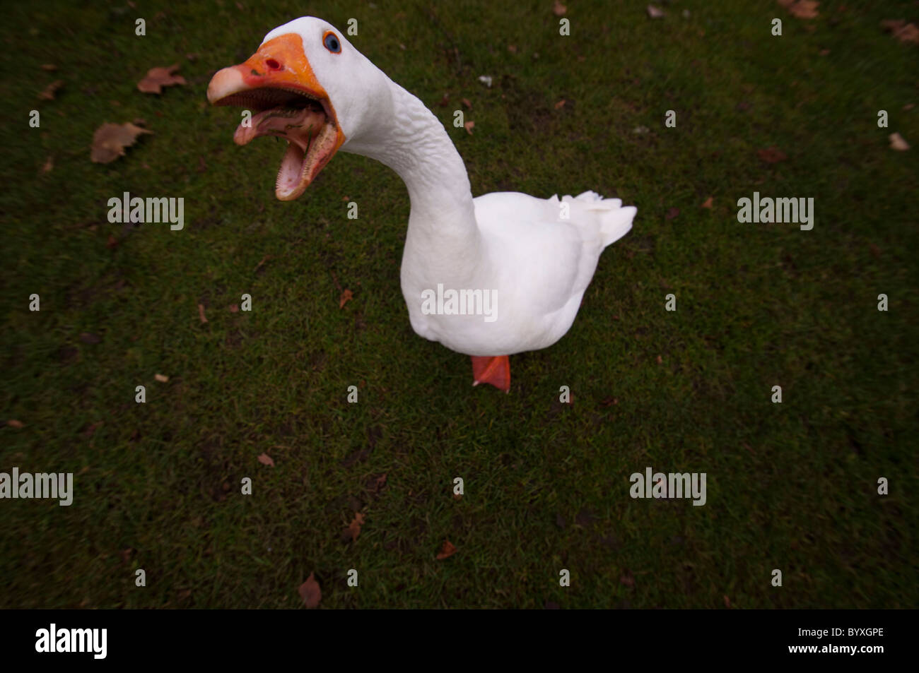 Angry goose hi-res stock photography and images - Alamy