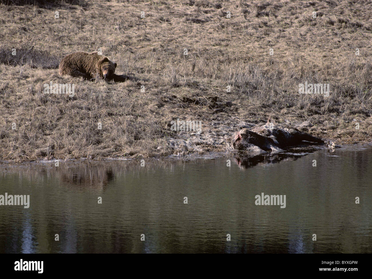 Grizzly Bear, Moose carcass, Pond, Denali National Park, Alaska, Brown ...