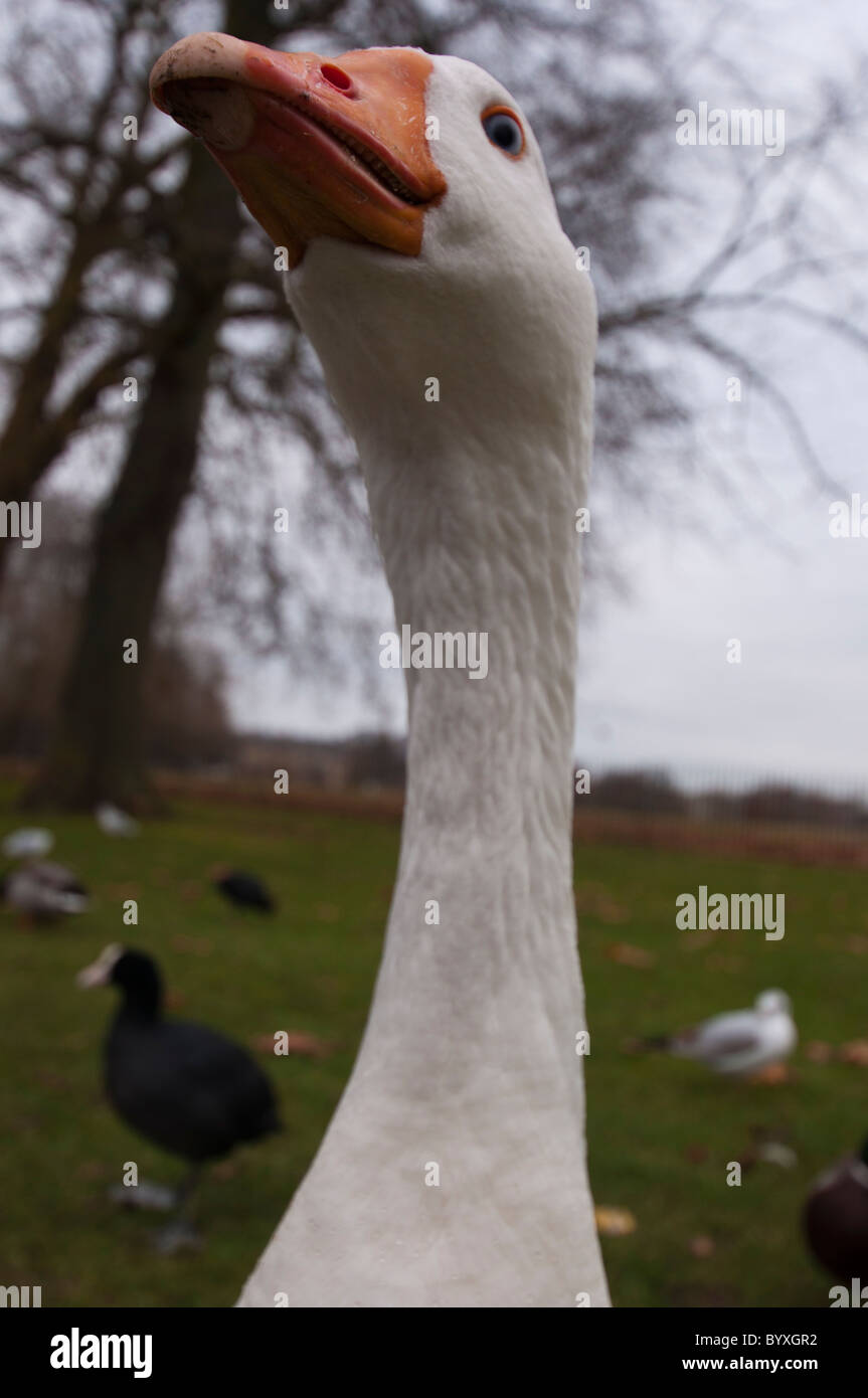 Angry goose hi-res stock photography and images - Alamy