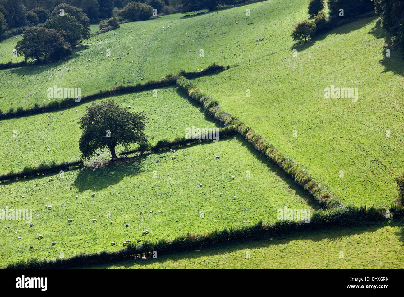 Looking across fields and hedgerows from a high viewpoint near the ...