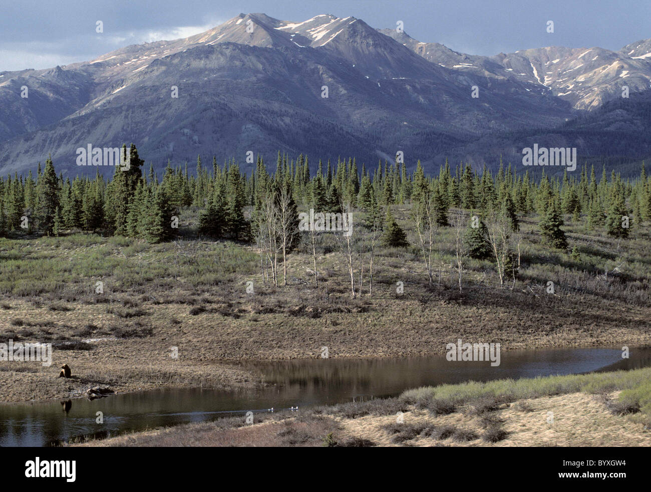 Grizzly Bear, Moose carcass, Pond, Denali National Park, Alaska, Brown ...