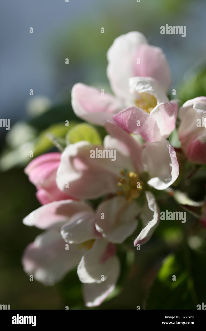 apple tree in bloom Stock Photo - Alamy