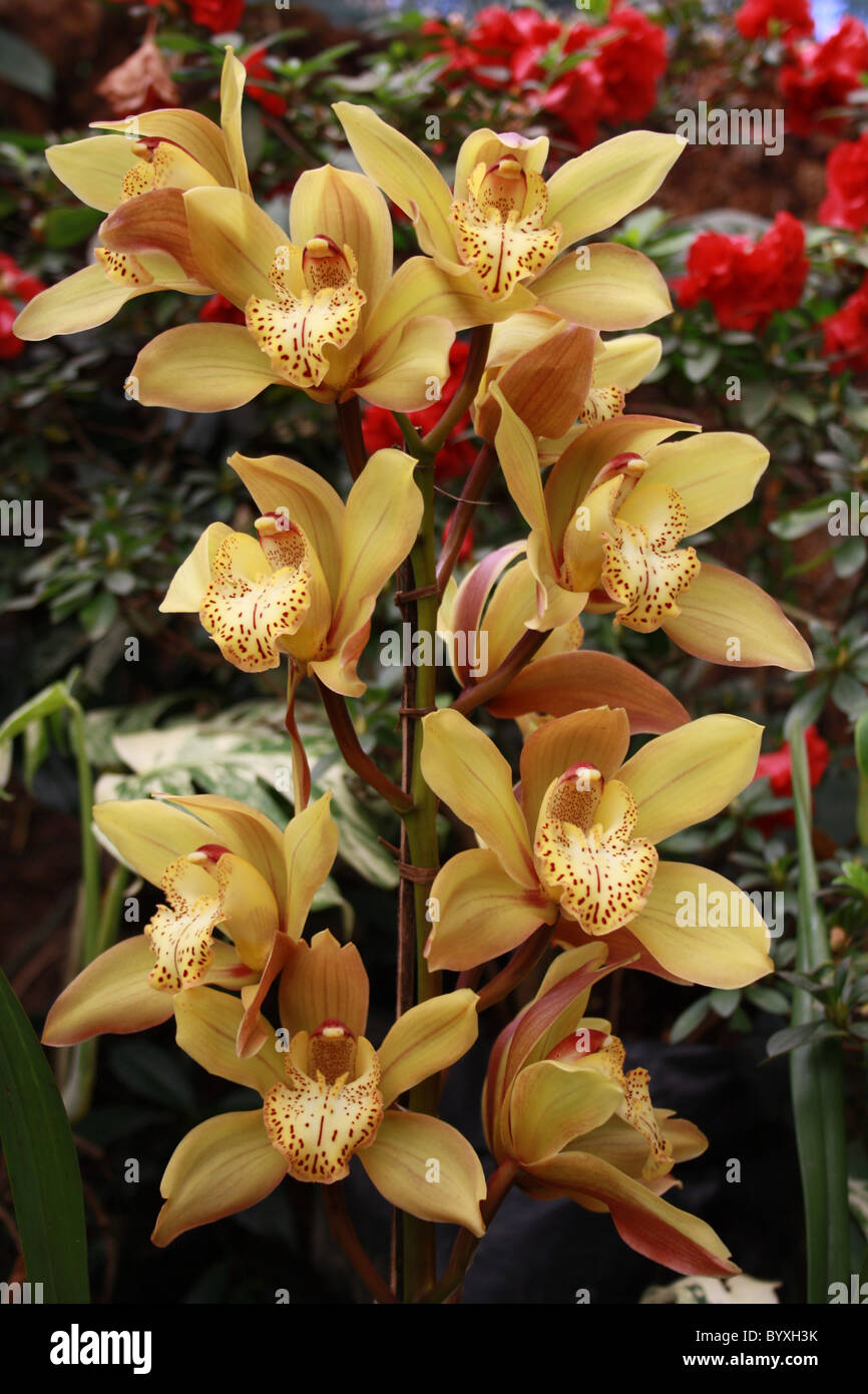 Dendrobium cunninghamii dendrobium cunninghamii hi-res stock ...