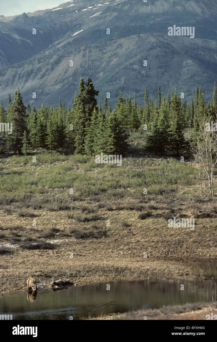 Grizzly Bear, Moose carcass, Pond, Denali National Park, Alaska, Brown ...