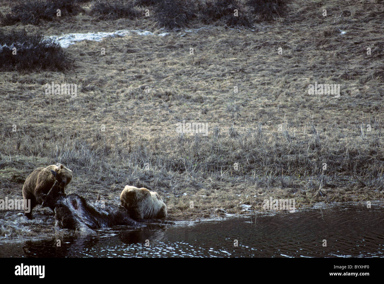 Grizzly Bears, Pond, Moose Carcass, Denali National Park, Alaska, Brown ...
