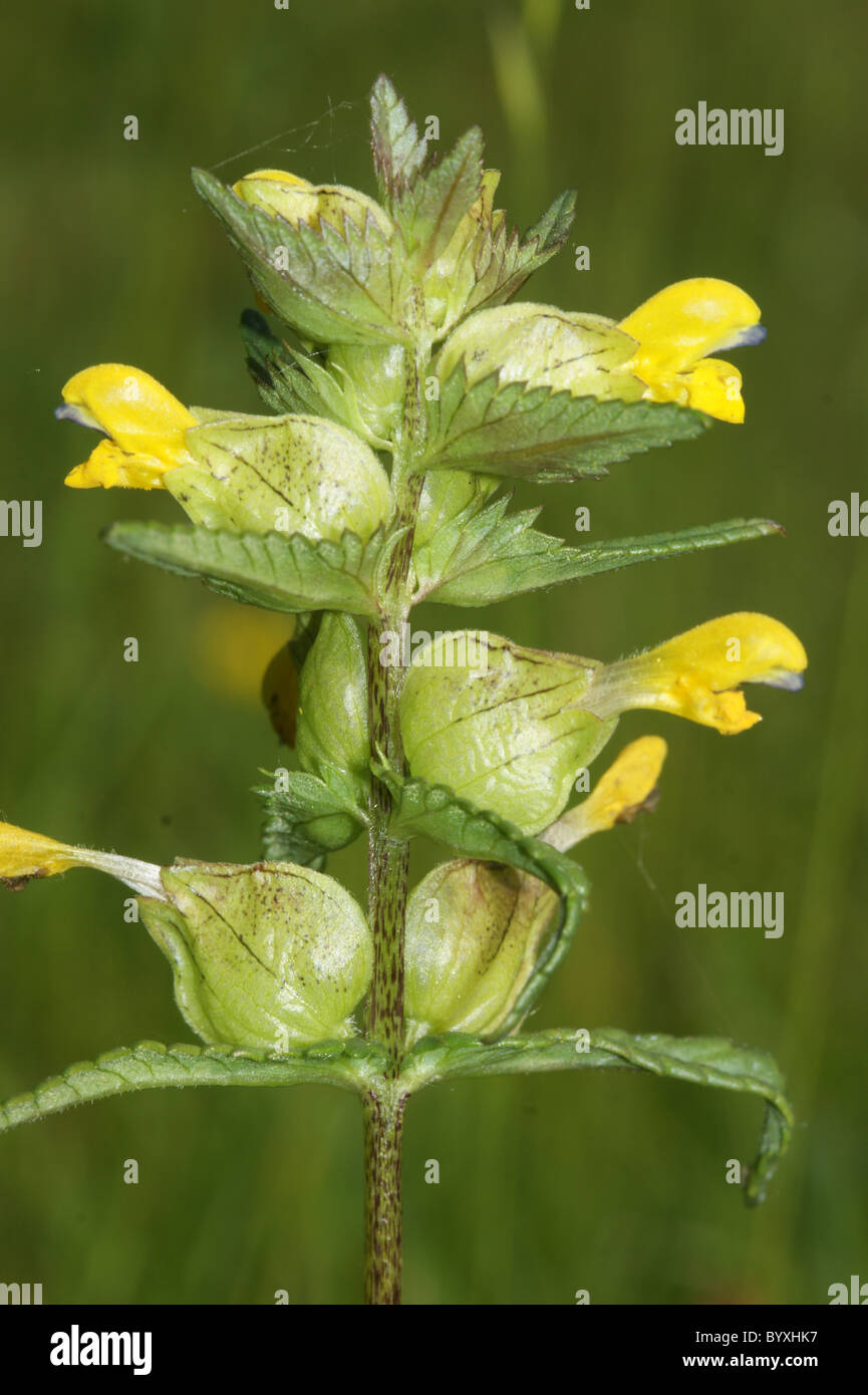 Rhinanthus minor Yellow-rattle Stock Photo - Alamy