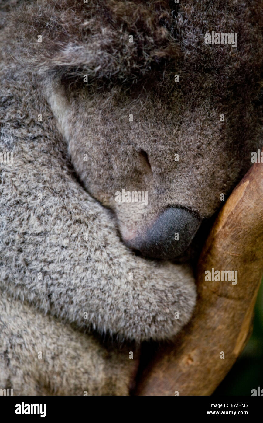 Family Phascolarctidae High Resolution Stock Photography and Images - Alamy