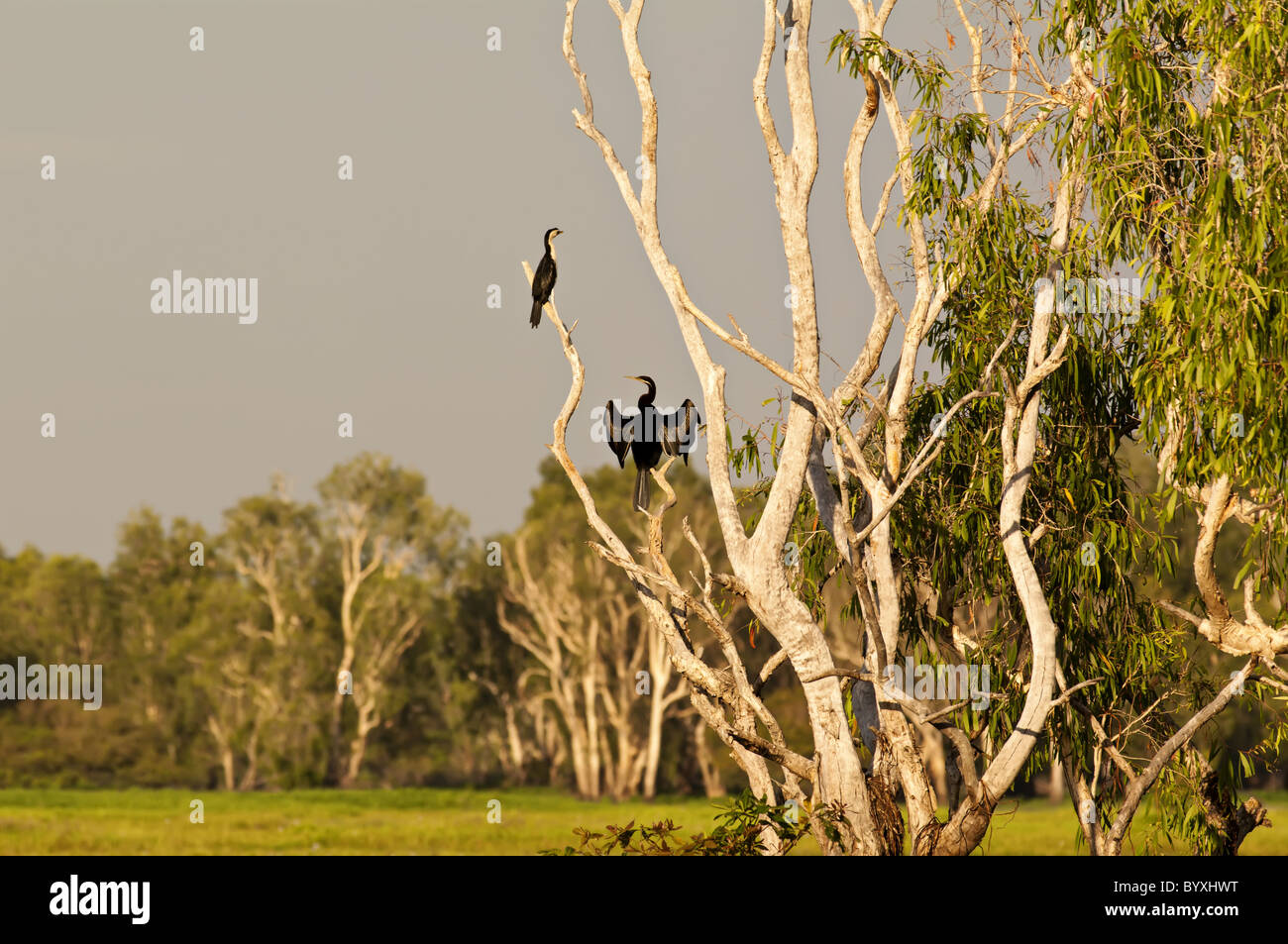 Australian wetland landscape hi-res stock photography and images - Alamy