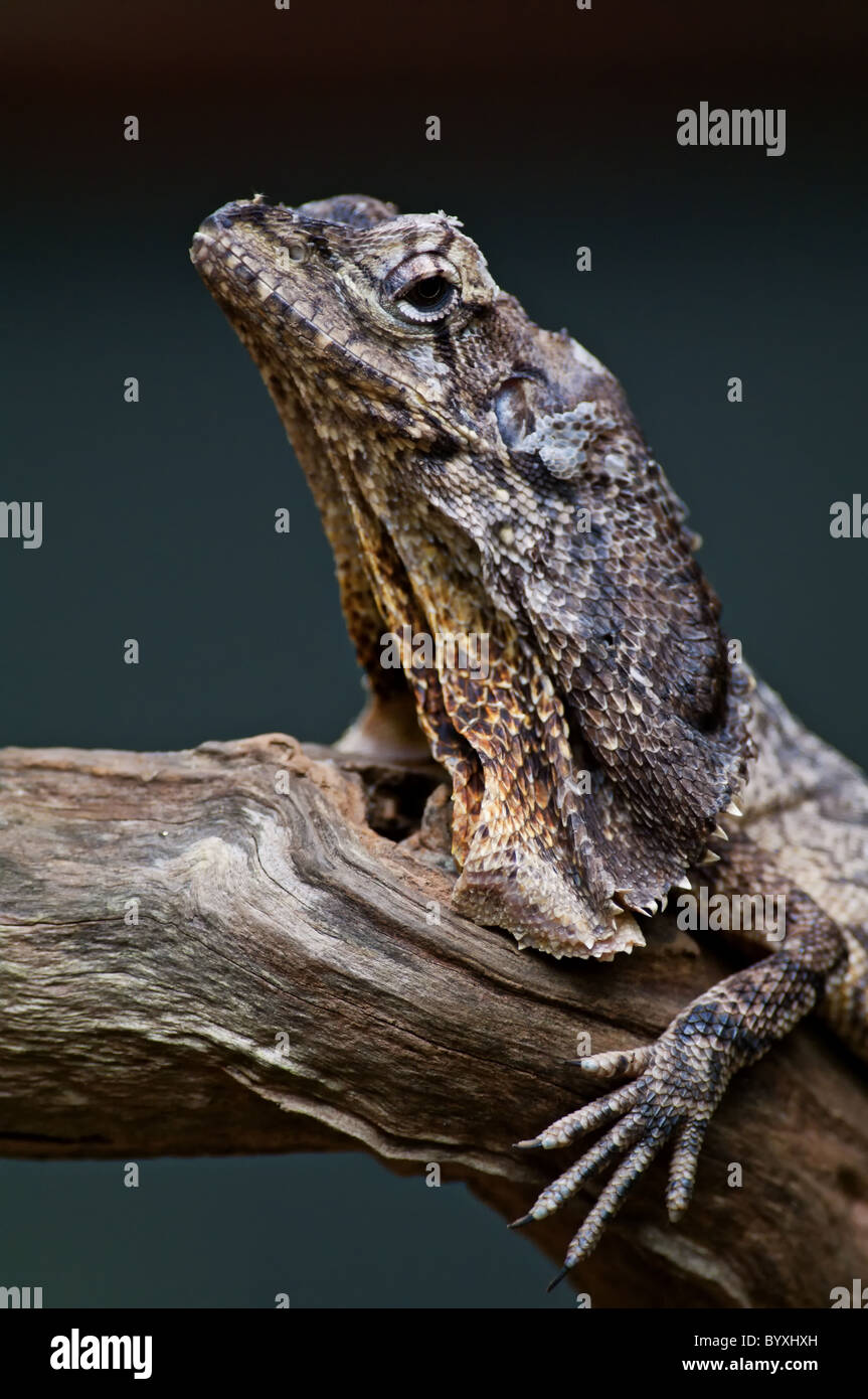 Frilled Lizard Standing