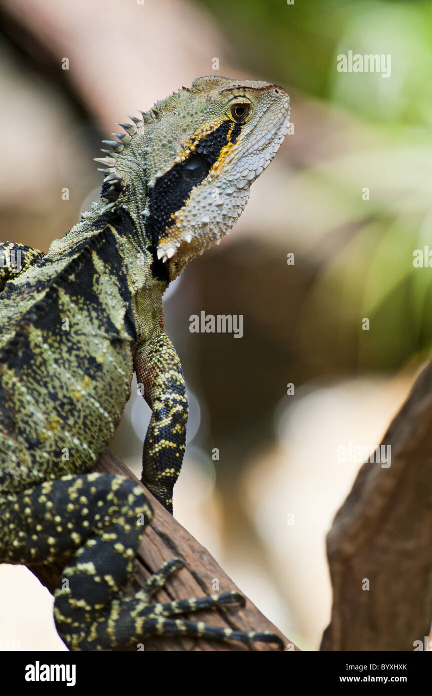 Australian Water Dragon Stock Photo - Alamy