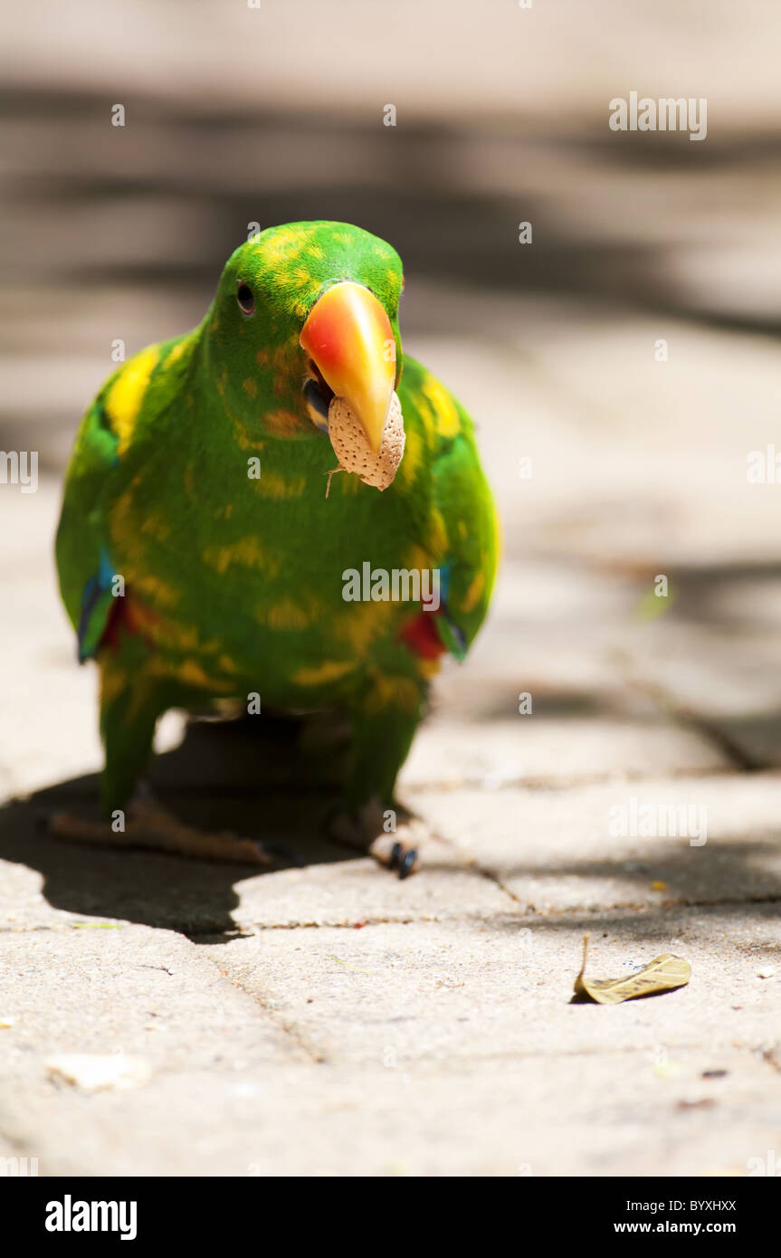 Scaly bird hi-res stock photography and images - Alamy