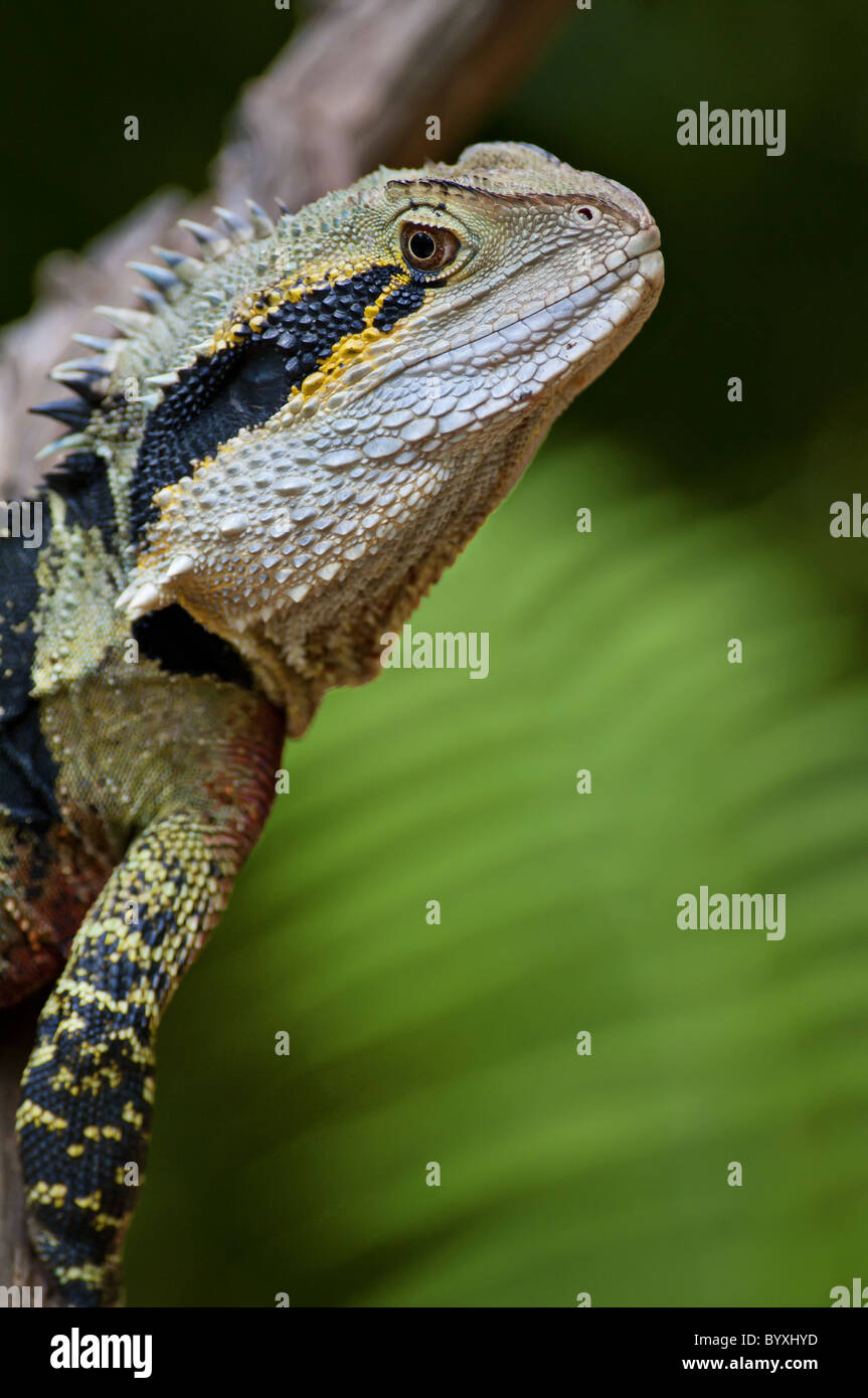 Australian Water Dragon Stock Photo - Alamy