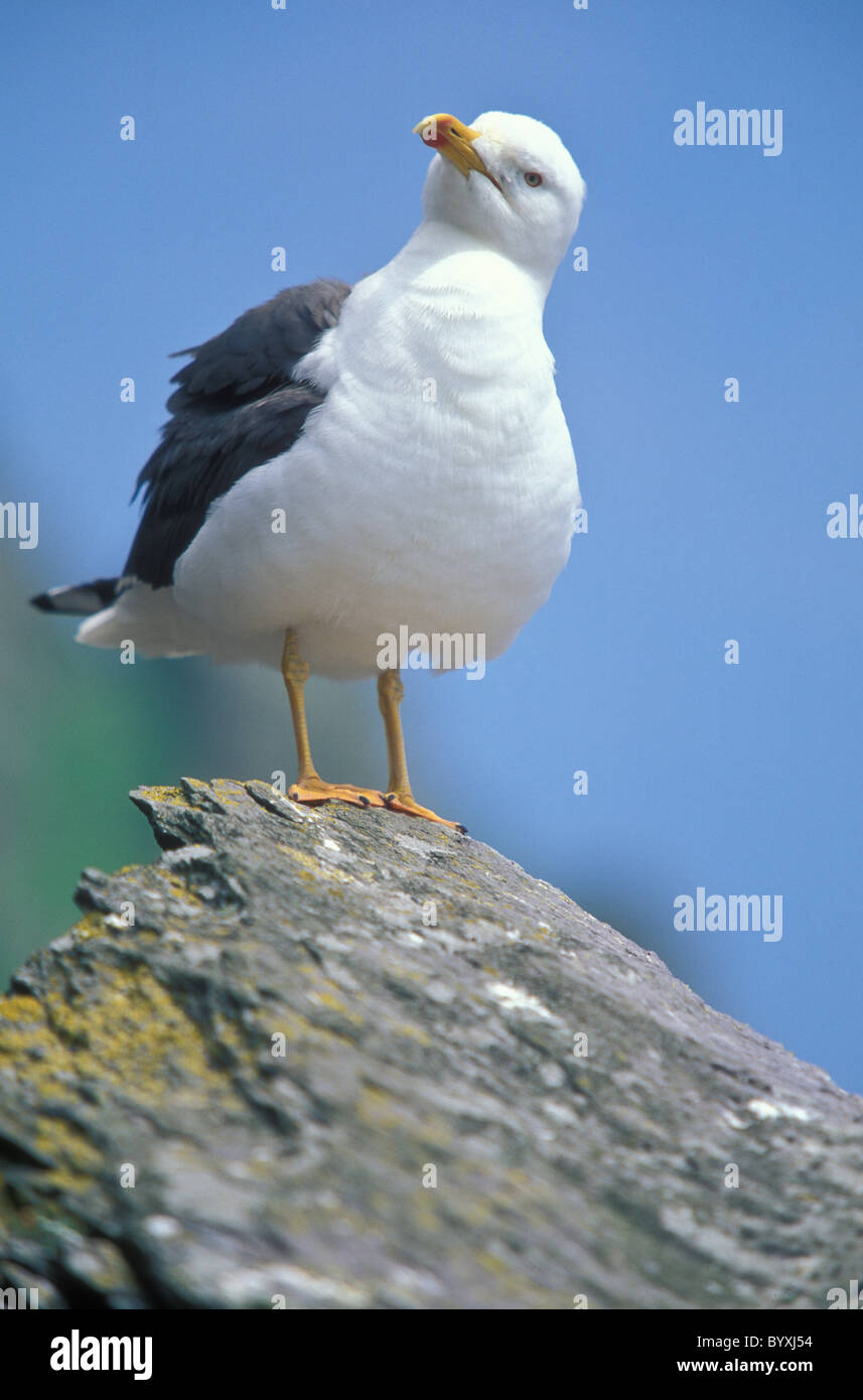 Seagull, Skellig Michael, Ireland Stock Photo - Alamy