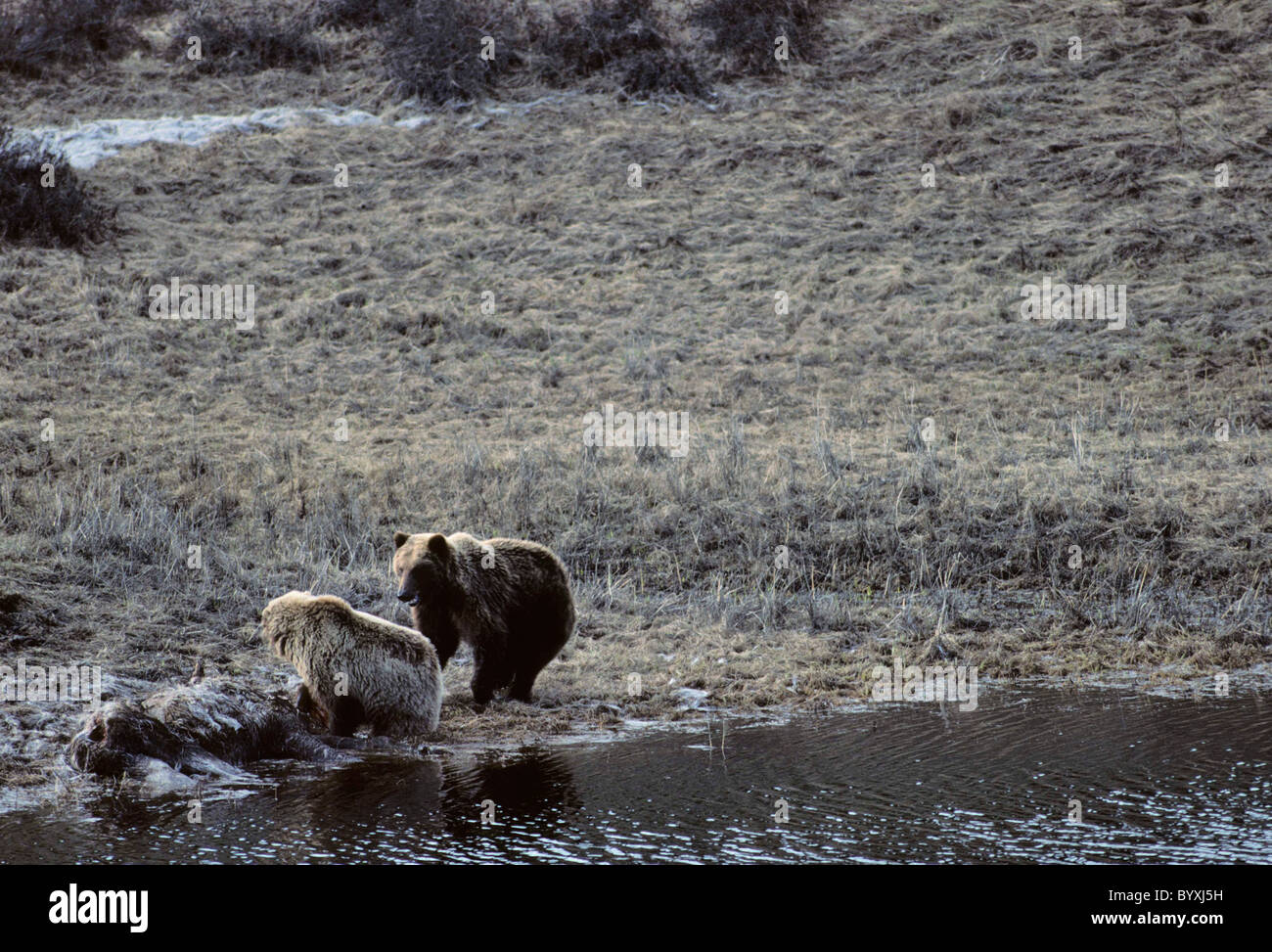 Grizzly Bear, Moose carcass, Pond, Denali National Park, Alaska, Brown ...