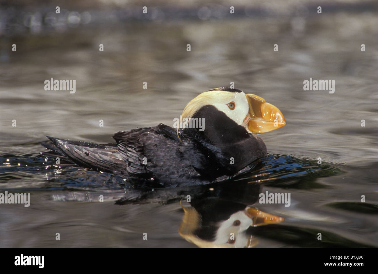 Tufted Puffin, Oregon, USA Stock Photo - Alamy