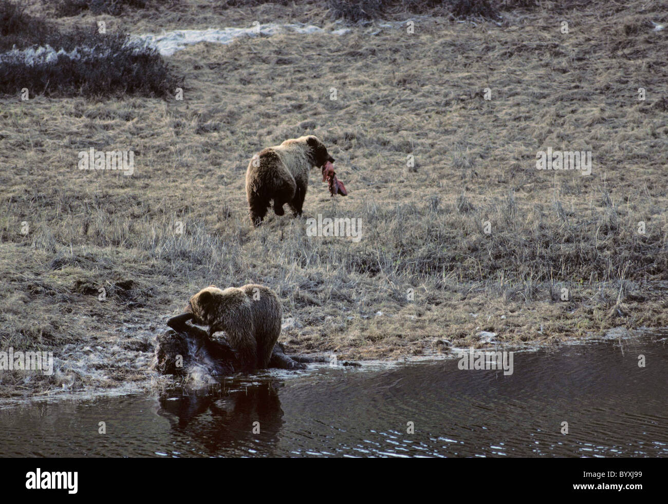 Grizzly Bear, Moose carcass, Pond, Denali National Park, Alaska, Brown ...