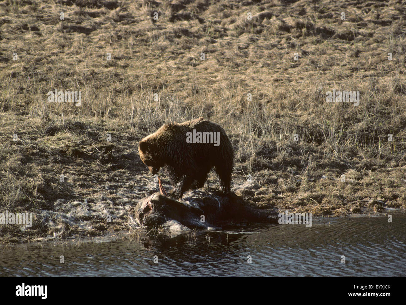 Grizzly Bear, Moose carcass, Pond, Denali National Park, Alaska, Brown Bear, Bear, Bears Stock ...