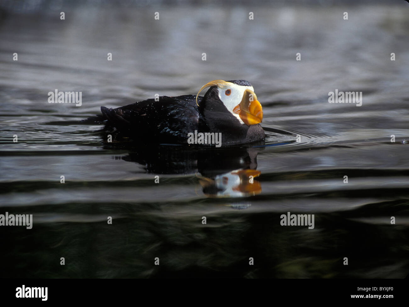 Tufted Puffin, Oregon, USA Stock Photo - Alamy