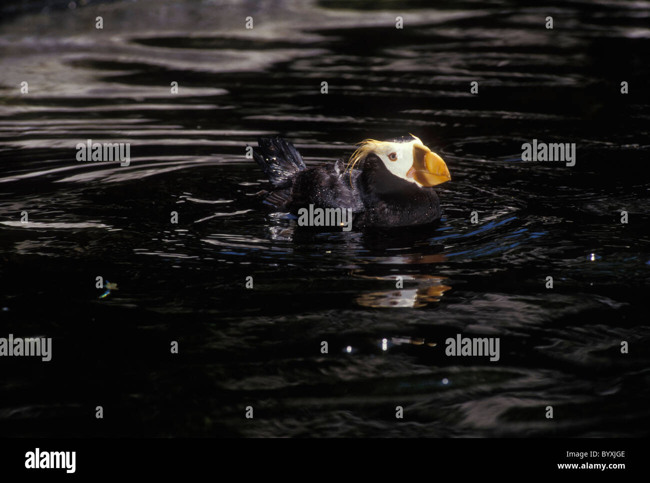 Tufted Puffin, Oregon, USA Stock Photo - Alamy