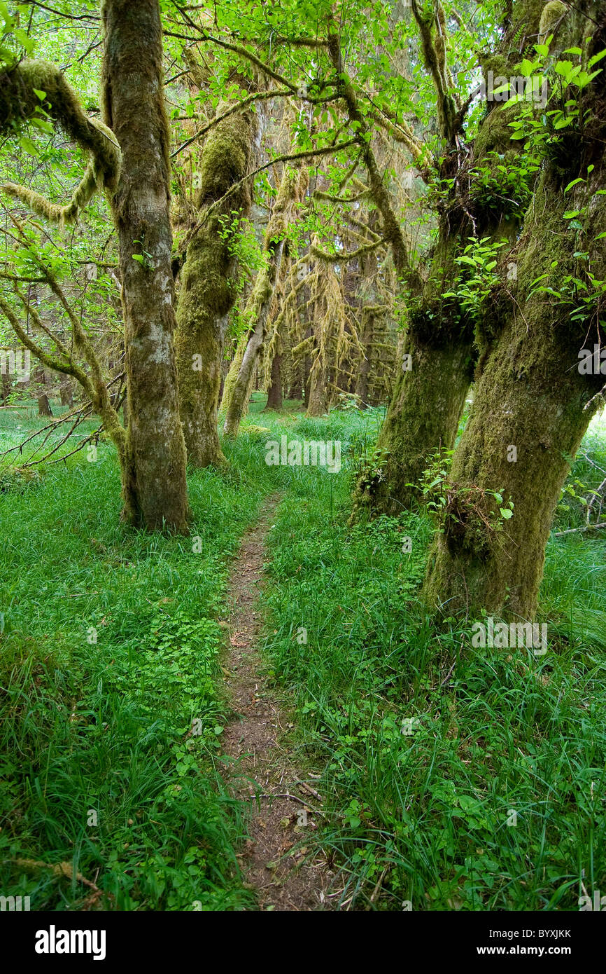 Walking path through an ancient forest Stock Photo - Alamy