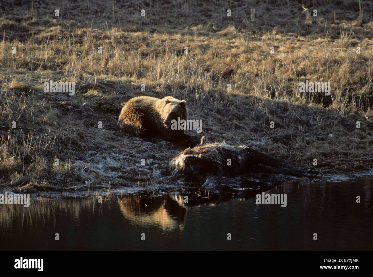 Grizzly Bear, Moose carcass, Pond, Denali National Park, Alaska, Brown Bear, Bear, Bears Stock ...