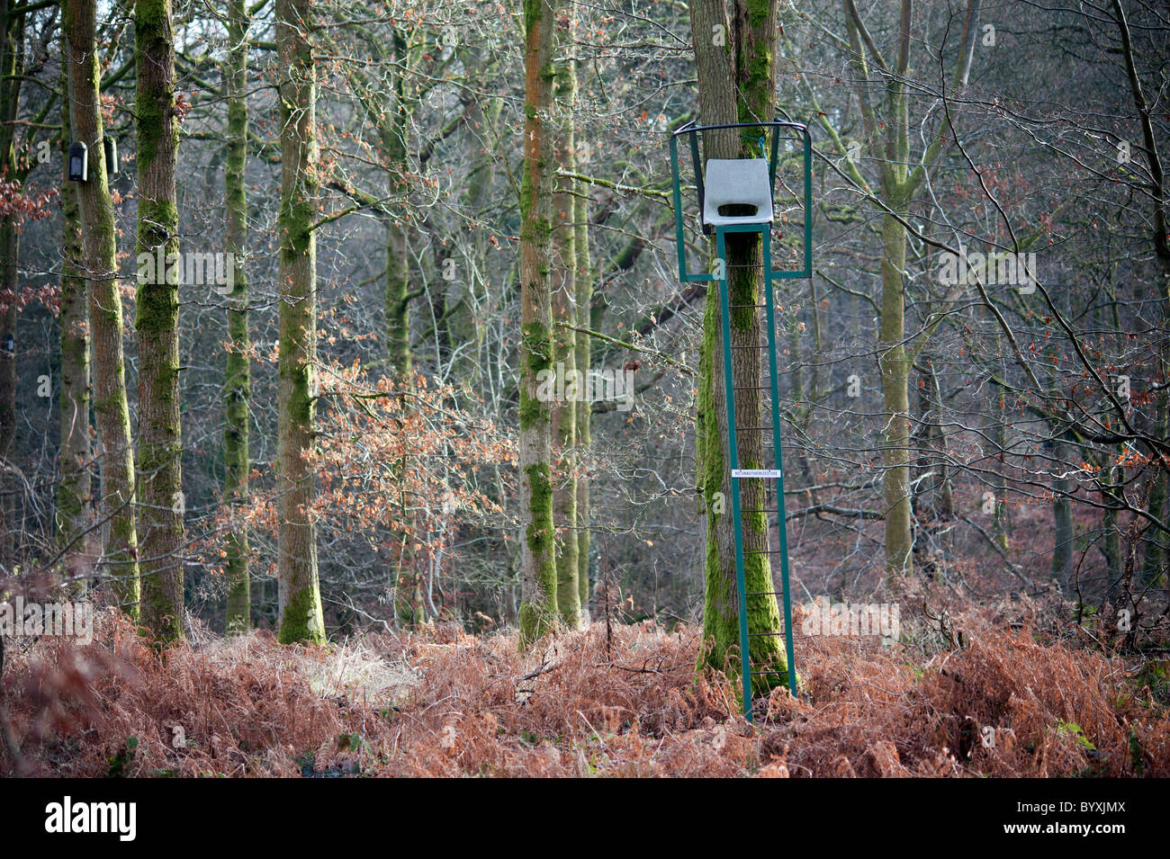 High seat Savernake Forest, Wiltshire, England Stock Photo - Alamy