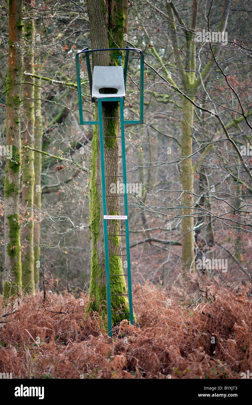 Savernake forest hi-res stock photography and images - Alamy