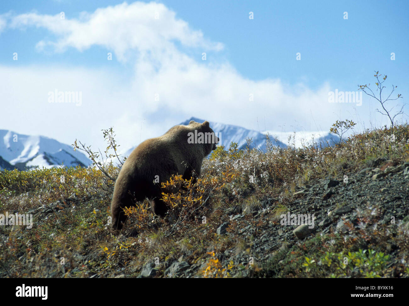 Grizzly Bear, Denali National Park, Alaska, Brown Bear, Bear, Bears ...